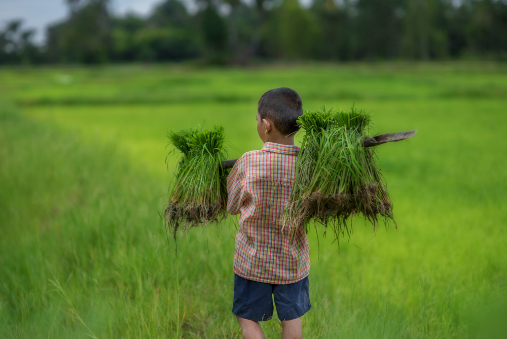 Child labour in agriculture: a hazardous but common practice worldwide ...
