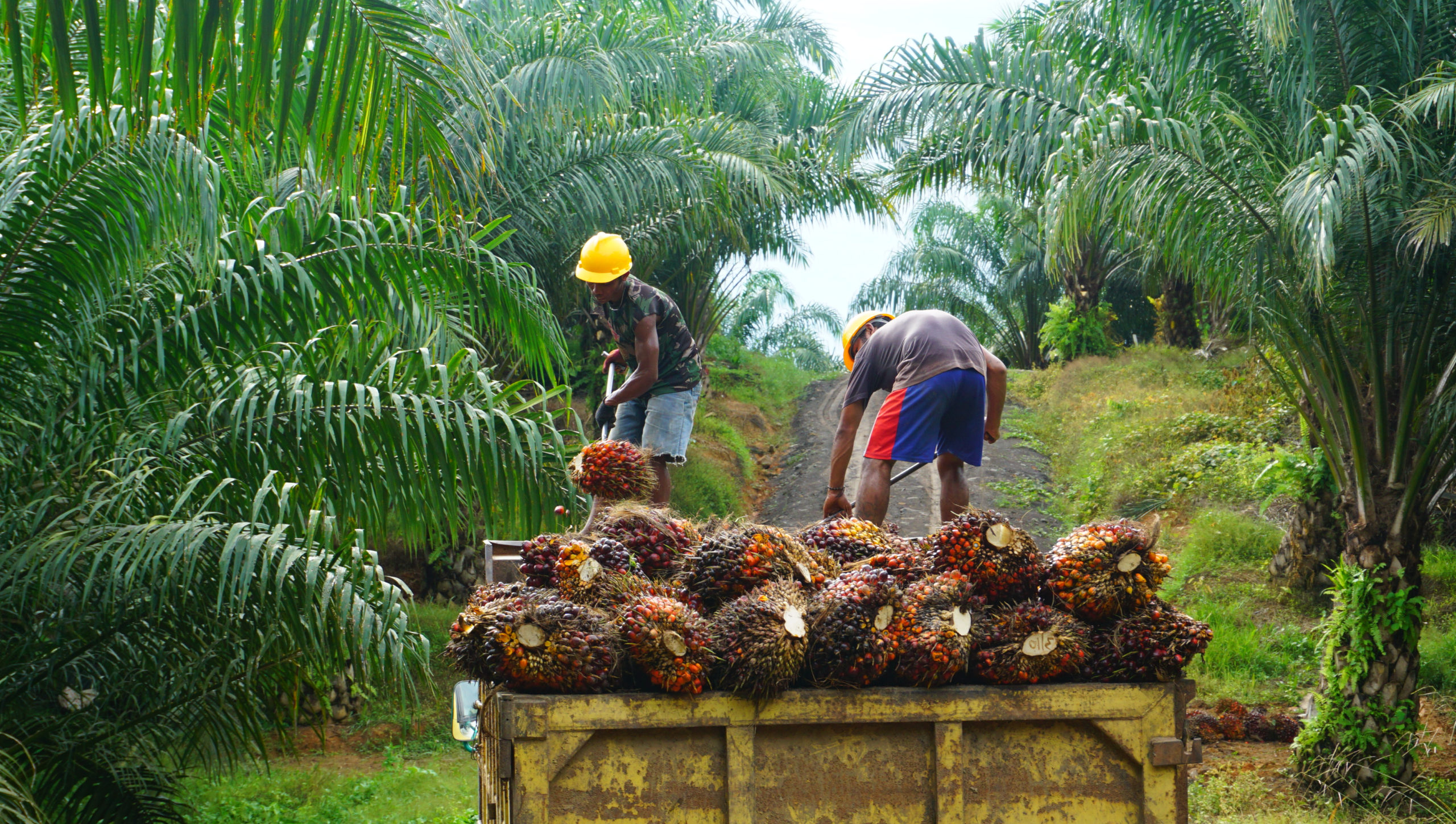 How child labour fuels Indonesia's palm oil industry - Humanium